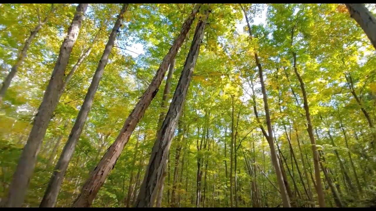 Angelica Patterson, Seeing the Forest for the Trees – The Understory of ...