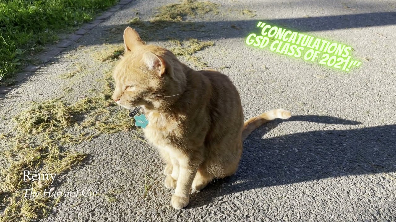 A message to the GSD Class of 2021 from Remy the Harvard Cat - Dezign Ark