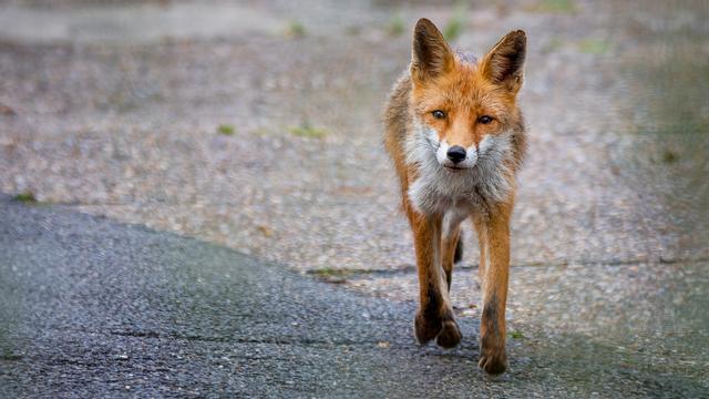 Tall Stories 30: urban fox - Dezign Ark