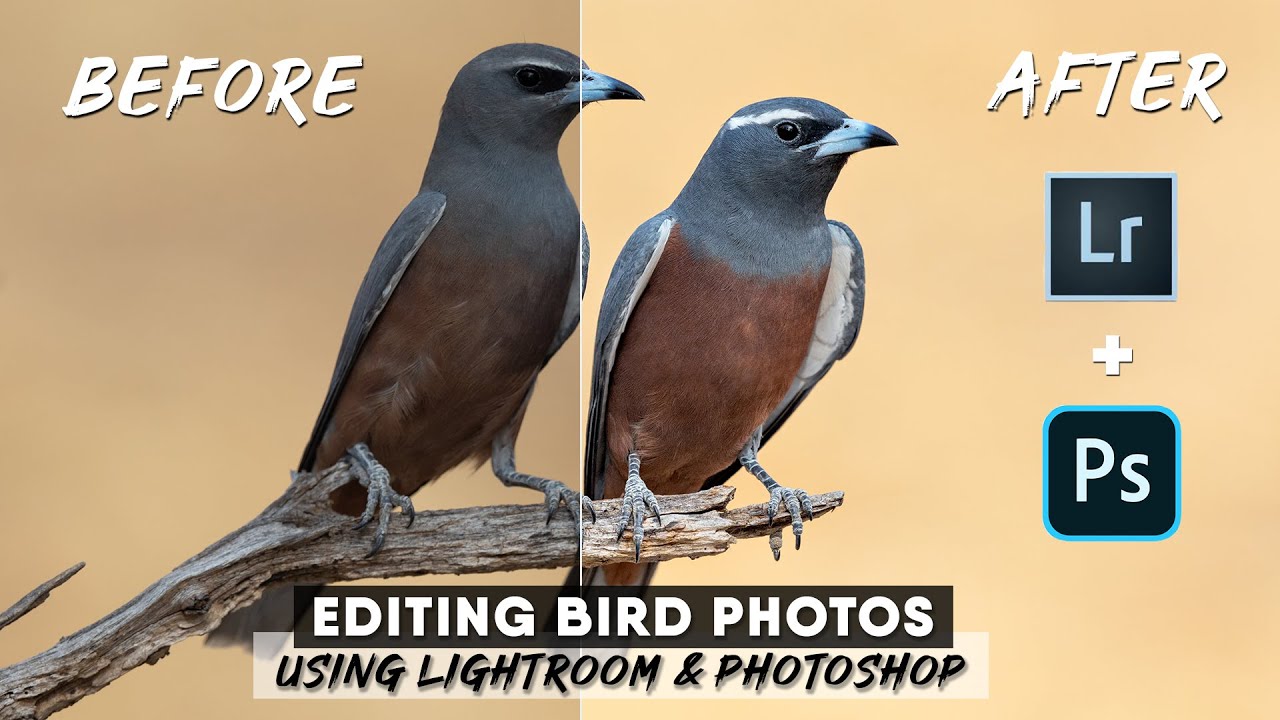 How To Edit Bird Photos Using Lightroom And Photoshop | Advanced ...